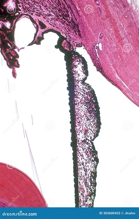 Human Eye Iris Stock Image Image Of Light Fibre Eyeball 303600455