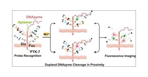 Simultaneous Proximity Dnazyme Activated Duplexed Protein Specific