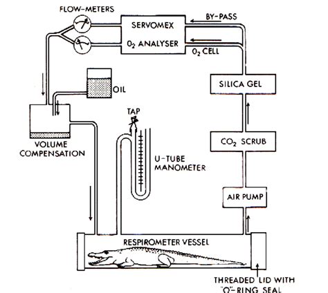 Schematic Diagram Of Respirometer Used For Measurement Of Oxygen