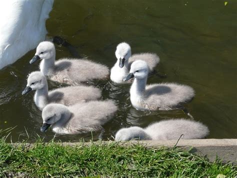 Cindys Snaps Sunny River Lark And Other Cute Fluffy Things
