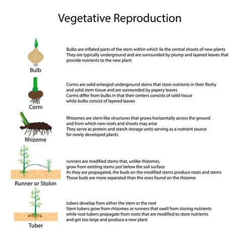 Vegetative Reproduction In Plants At Eve Milson Blog
