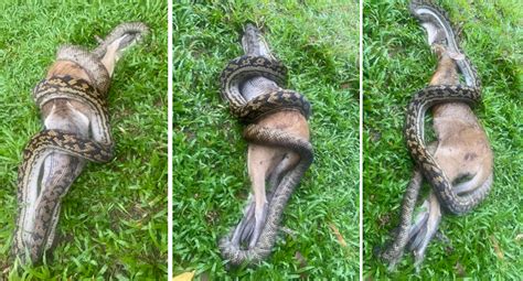 Python Bites Off More Than It Can Chew As It Pushes Its Limits With