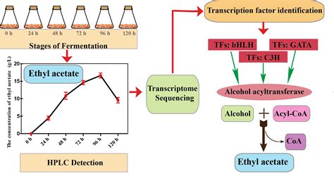 Dynamic Transcriptome Analysis Reveals Transcription Factors Involved