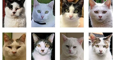 Serious Cat Faces That Are Recognized As Human Faces By A Face