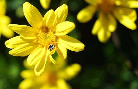 Ladybug Getting A Tan