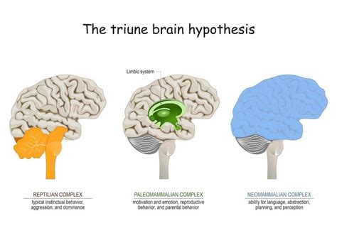 Lobes Of The Brain Cerebral Cortex Anatomy Function Labeled Diagram