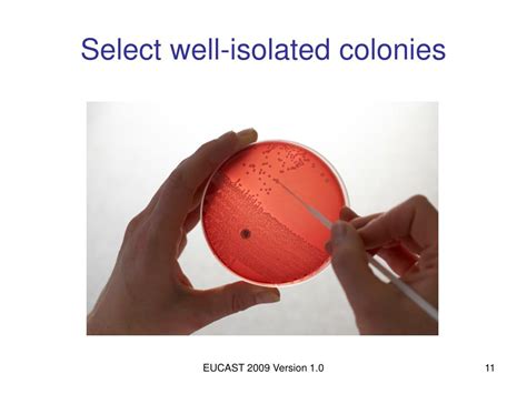 Ppt Eucast Disk Diffusion Method For Antimicrobial Susceptibility