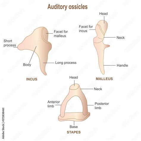 Auditory Ossicles Encyclopedia Learn Anatomy 3d Models 45 Off