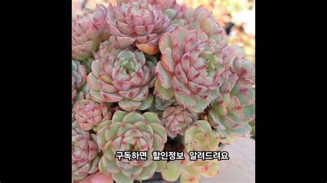 벤바디스 다육이 다육식물 다육 Succulent 多肉植物 다육싸게파는곳 Youtube