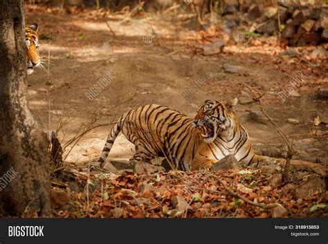 Wild Tigers Mating Image Photo Free Trial Bigstock