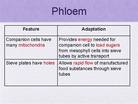 Transport In Plants Gce Study Buddy Biology Transport