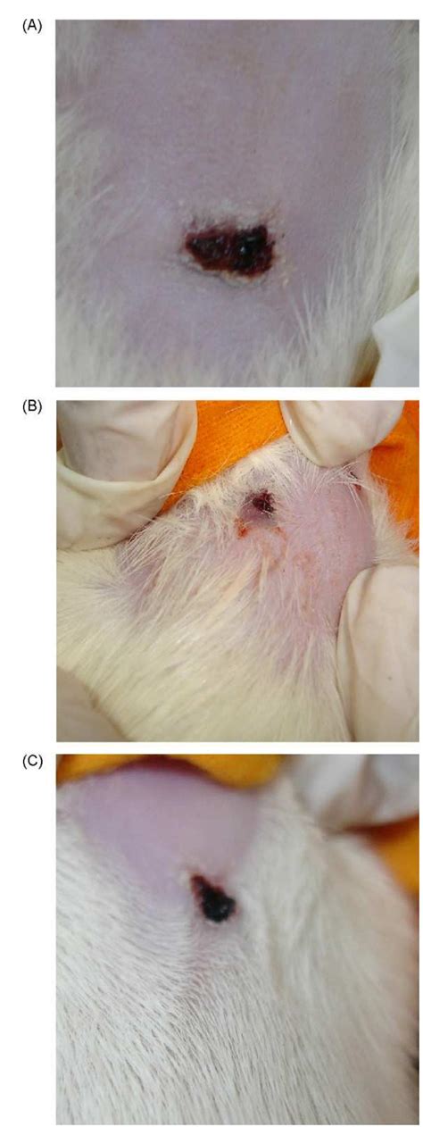 Visual Observation Of Wound Healing Experiment At 10th Day