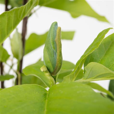 Magnolie Blue Opal - Magnolia Blue Opal günstig kaufen
