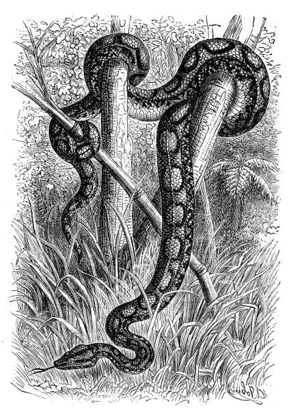 Boa Constrictor Illustrations Royalty Free Vector Graphics And Clip Art