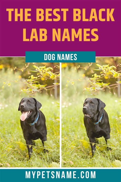 Best 13 Black Lab Names The A Z List Of 125 Names For Dark Retrievers