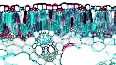 Monocot Stem Cortex In Sparganium Free Photos On