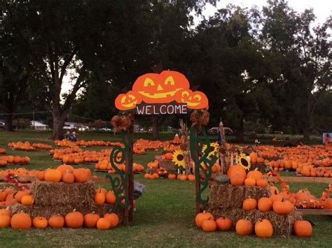 Best Halloween Pumpkin Patches At Gemma Sanchez Blog