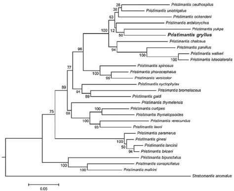 Maximum Likelihood Tree Inferred From Dna Sequences Of Three