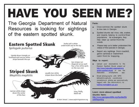 Skunk Predators