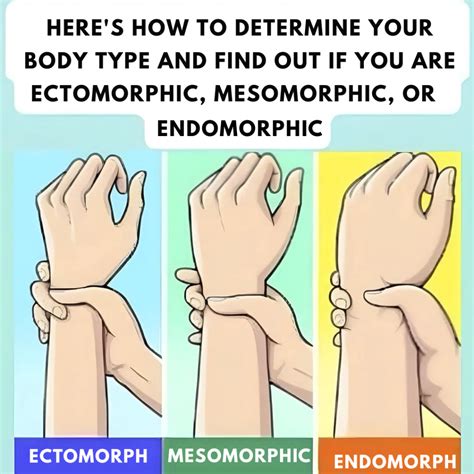 Are You An Ectomorph Mesomorph Or Endomorph Discover Your Body Type