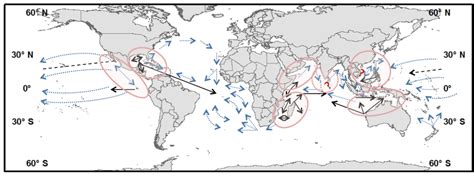Migration Whale Sharks