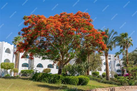 Premium Photo Red Peacock Flowers Or The Flame Tree Royal Poinciana