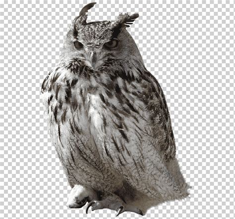 Búho Nival Pájaro Búho Animales Fauna Búho Png Klipartz