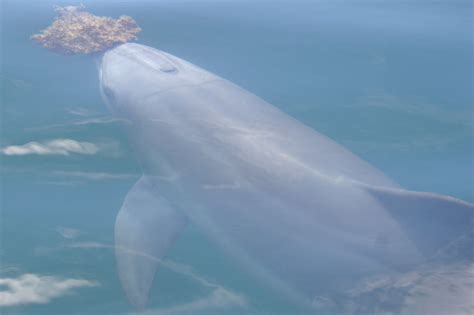An Exceptional Cetacean Tool Use In Bottlenose Dolphins Baleines En