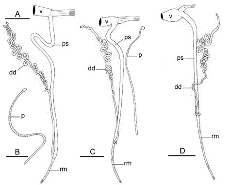 Platevindex Coriaceus Semper 1880 Anterior Male Copulatory
