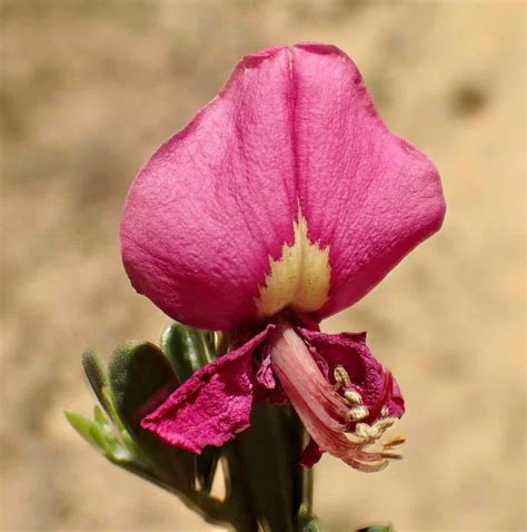 Pickeringia Montana Calflora