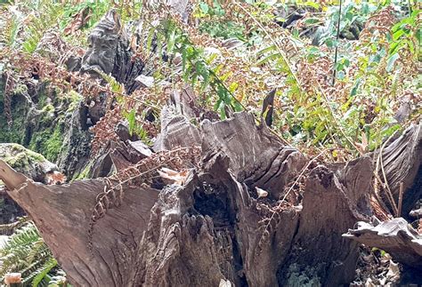 Stumpery 9 By Catonablade On Deviantart