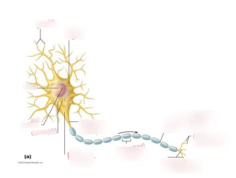 13 Axon Diagram Quizlet
