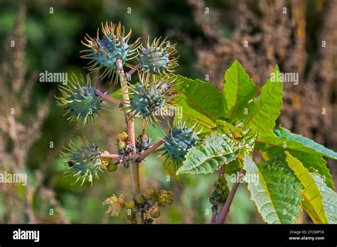 Castor Bean Castor Oil Plant Ricinus Communis Close Up Of Seed Capsules Fruit And Leaves