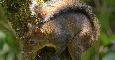 Ecosistemas De Costa Rica Sciurus Deppei