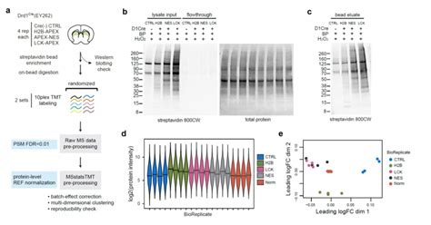 Apex2 Based Cell Type Specific Proteomics In The Mouse Striatum A Download Scientific