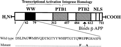 Schematic Diagram Of The Domain Structure Of Fe65 The Fe65 Protein