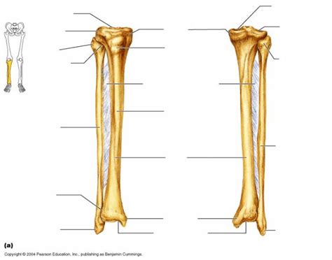Labeling The Tibia And Fibula Quiz
