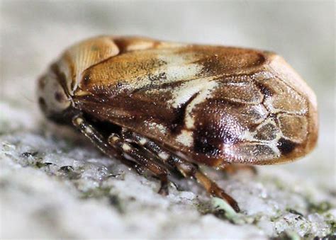Alder Spittlebug Clastoptera Obtusa Bugguide Net