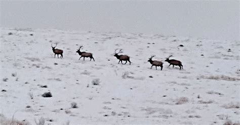 Book The General Hunting Access On The Edge Of Colockum Wildlife Area
