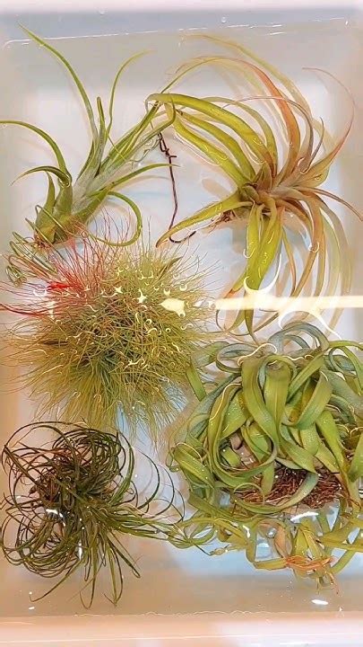 [植栽日記]空氣鳳梨又在泡澡了～吸水飽飽 頭好壯壯～ 空氣鳳梨 Youtube