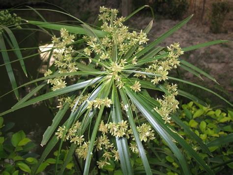 Cyperus Spp Pha Tad Ke Botanical Garden