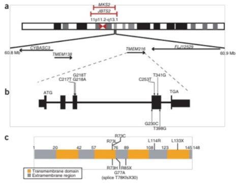 Identifying Disease Causing Mutations In Monogenic Syndromes Flashcards