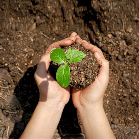 Plant Something Day Stuart Birnbaum Dpm