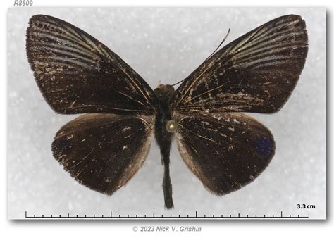 Alesa Amesis Pinned Specimens