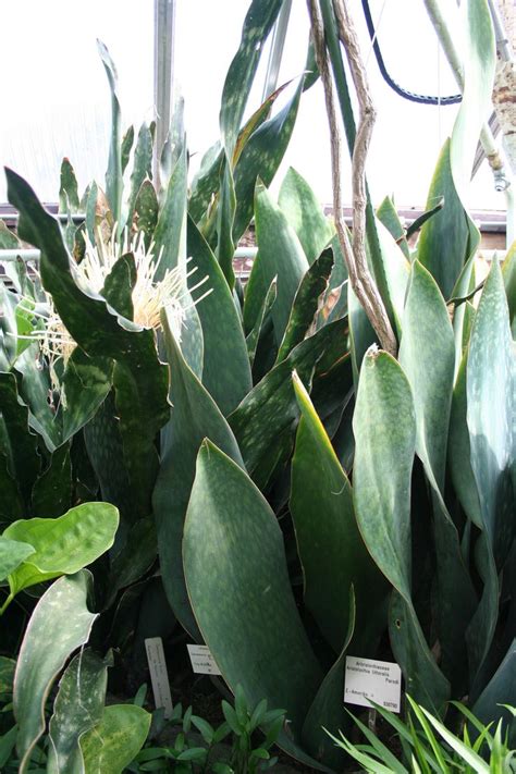 Sansevieria Hyacinthoides Syn S Guineensis Bt Leiden Planting