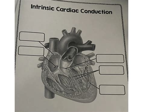 Intrinsic Cardiac Conduction Quiz