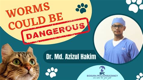 Cat Worms A Comprehensive Guide To Preventing Treating And Managing