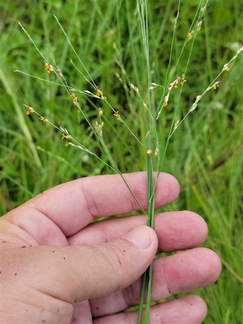 Panicum Repens Knowyourweeds