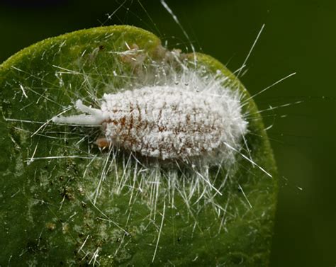 Pseudococcidae Bugguidenet