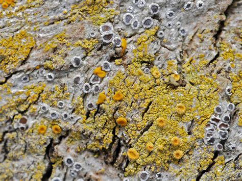 Lichen Gallery Caloplaca Caloplaca Phlogina D80a5872
